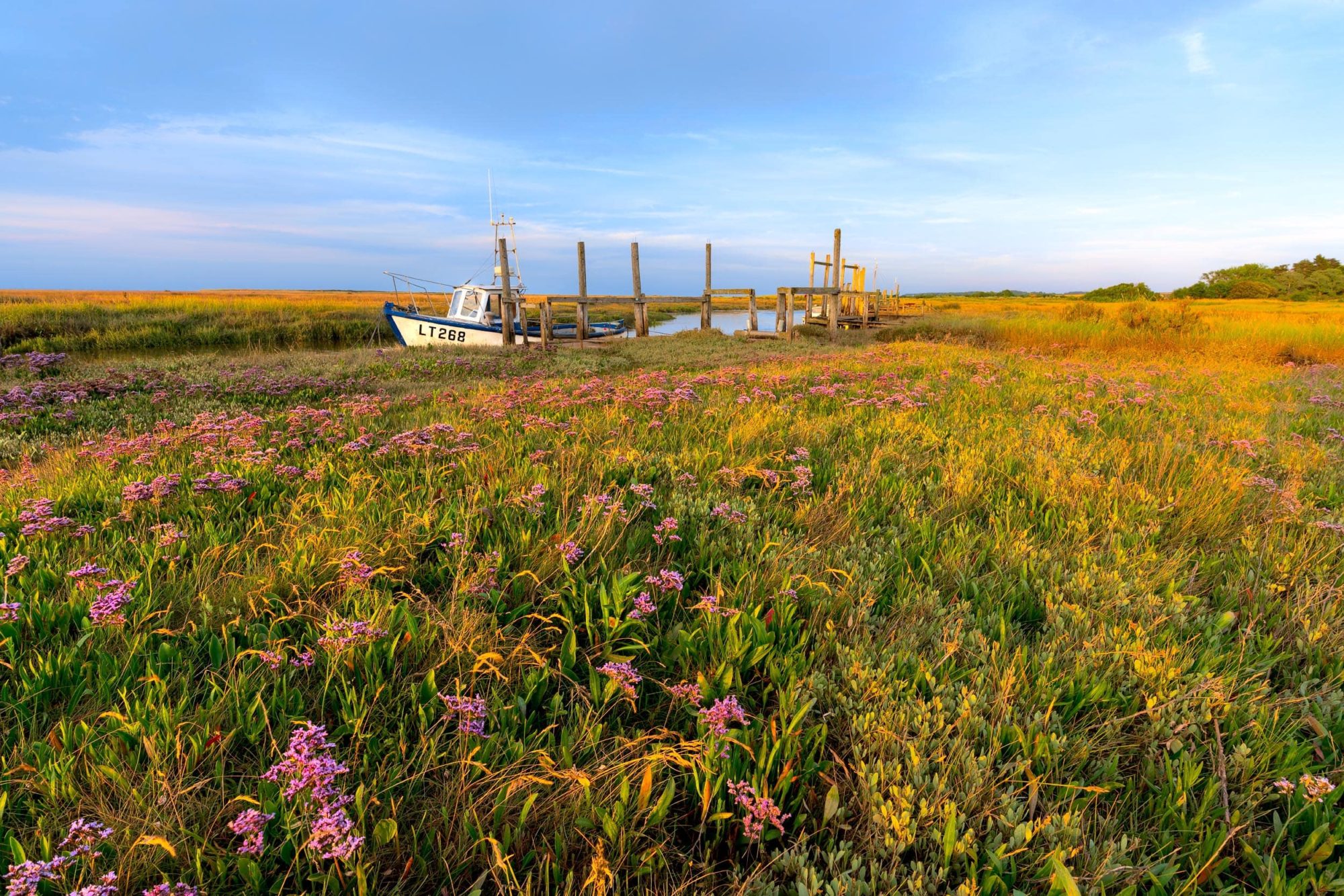 6 Tips on Photographing Sea Lavender - Ollie Watts Photography