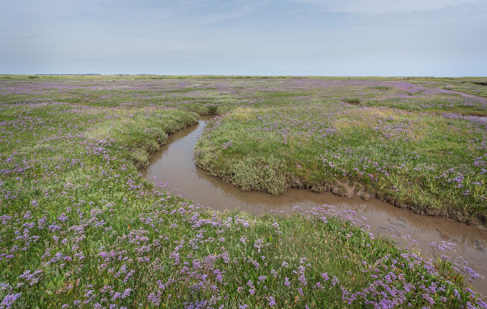 6 Tips on Photographing Sea Lavender - Ollie Watts Photography
